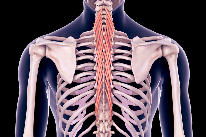 Anatómia hrudnej chrbtice a bolesti hornej časti chrbta | smsystem.sk